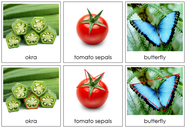 Shapes in Nature Sorting Cards - Montessori Print Shop Digital Download