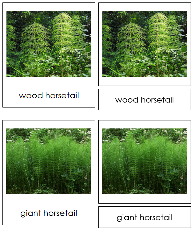 Types of Sphenophyta - Montessori Digital Download - Montessori Print Shop