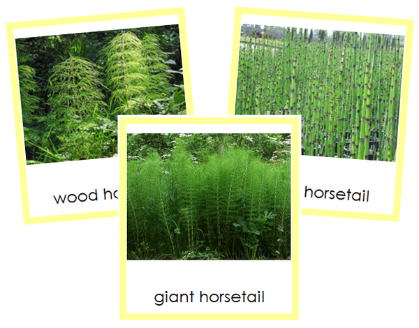 Types of Sphenophyta (color) - Montessori Print Shop