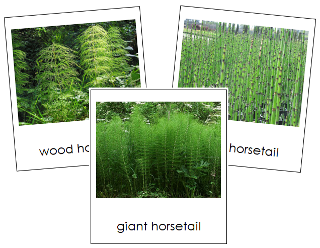 Types of Sphenophyta - Montessori Digital Download - Montessori Print Shop