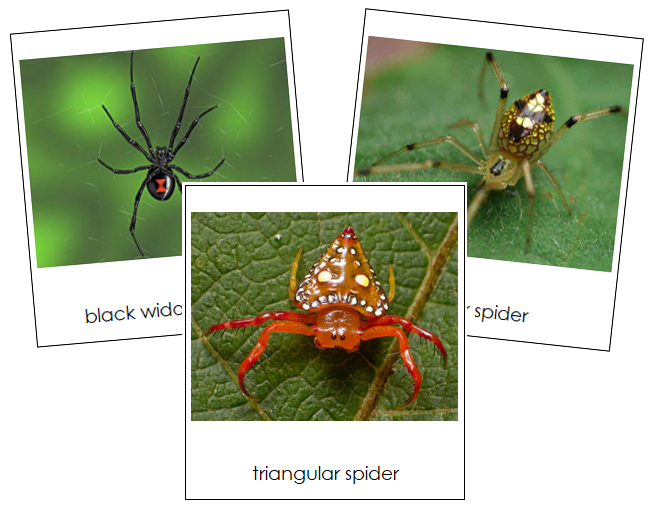 Spiders - Montessori Print Shop