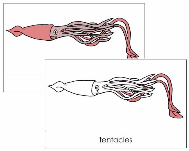 Squid Nomenclature Cards - Montessori Print Shop