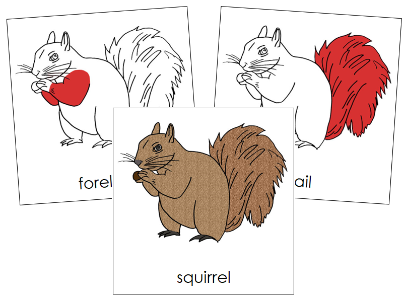 Squirrel Nomenclature Cards (red) - Montessori - Montessori Print Shop