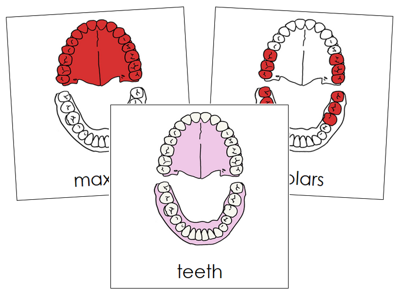 Teeth & Jaws Nomenclature Cards (red) - Montessori Print Shop