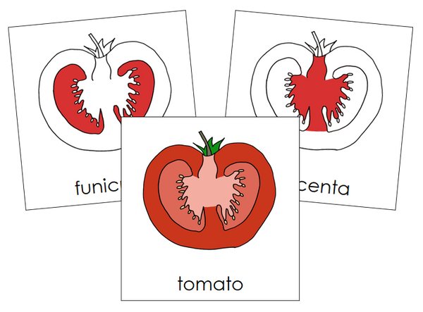 Tomato Nomenclature Cards (red) - Montessori Print Shop