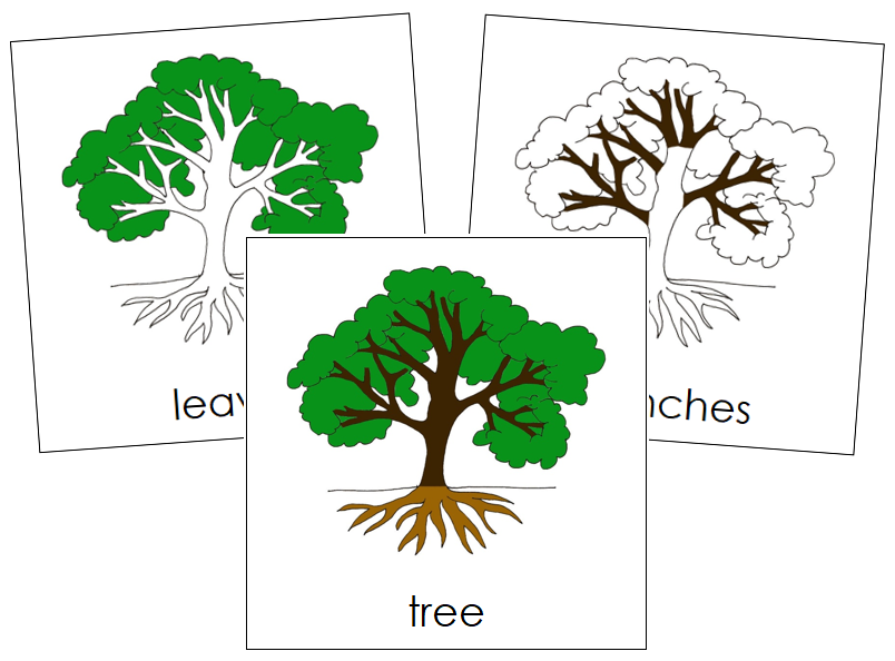 Tree Nomenclature Cards - Montessori Print Shop