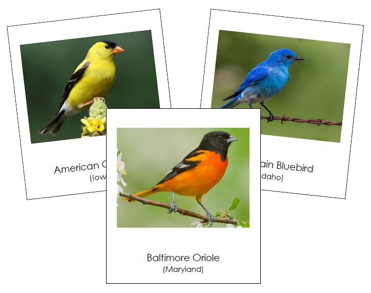 US State Birds - Montessori Print Shop