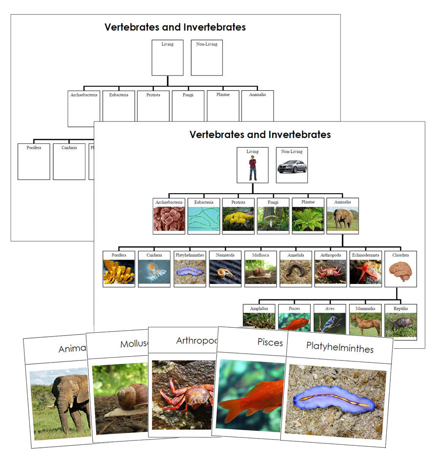 Vertebrates & Invertebrates Charts & Cards - Montessori Print Shop ...
